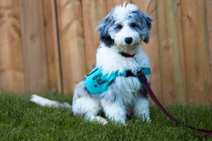 Canine Partners Canada | Service Dog Training & Handling | Ontario ...