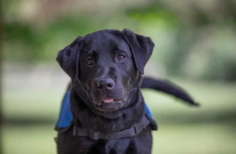 Service Dog Trainer Handler In Guelph Ontario Canine Partners Canada service-dog-trainer-handler-in-guelph-ontario-canine-partners-canada