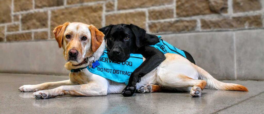 Canine Partners Canada | Service Dog Training | Questions & Answers ...